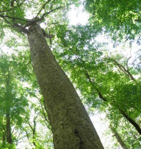 Hike to the Tallest Tree in the Great Smoky Mountains National Park