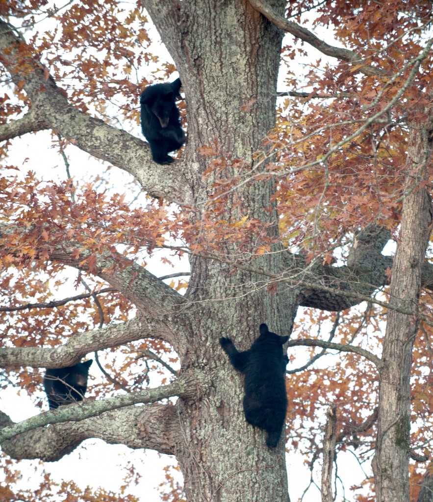 Great Smoky Mountains National Park Black Bears