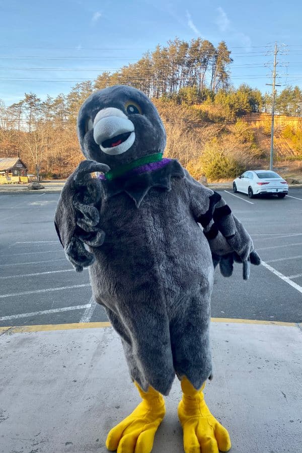 Meet Martha, the Pigeon Forge Passenger Pigeon Mascot | My Pigeon Forge
