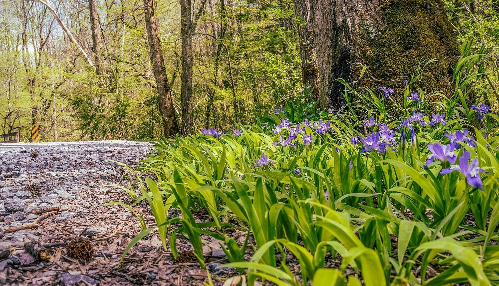 Best Spring Hikes in the Great Smoky Mountains