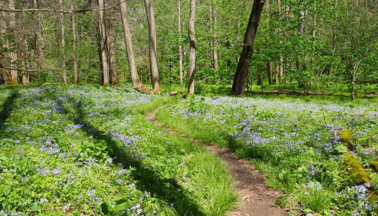 Spring & Summer Wildflowers in Great Smoky Mountains National Park
