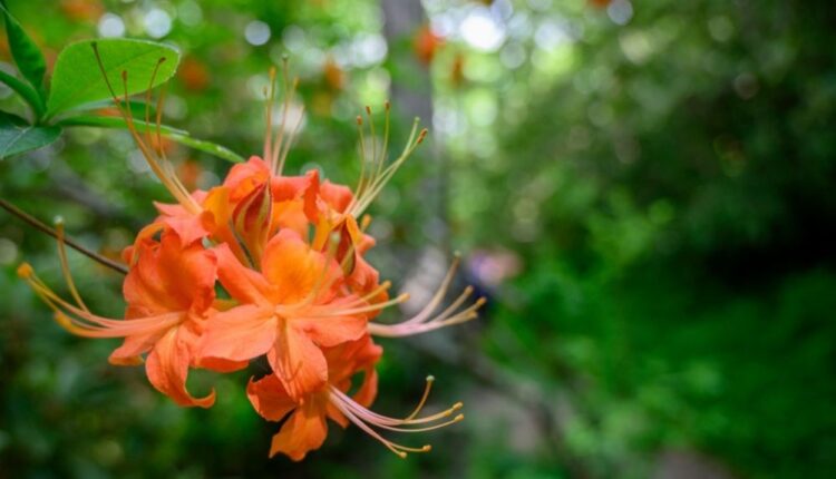 See Beautiful Wildflowers in Great Smoky Mountains National Park