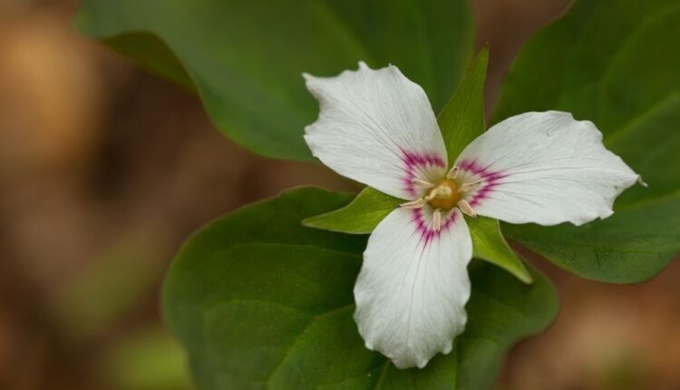 See Beautiful Wildflowers in Great Smoky Mountains National Park